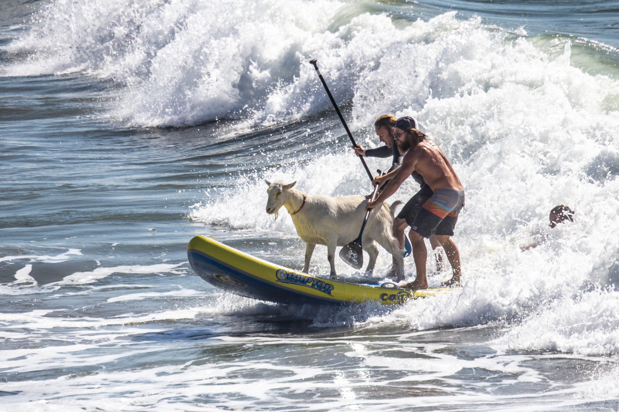 Surfing Goats – Surf like a goat